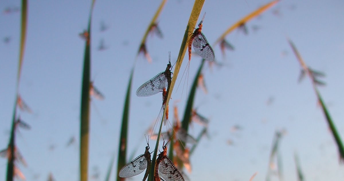 Mayfly Hatch Photos