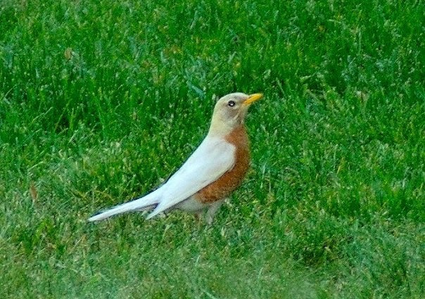 Leucistic American Robin
