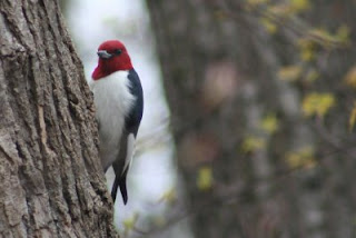 10 Most Beautiful Birds in Minnesota