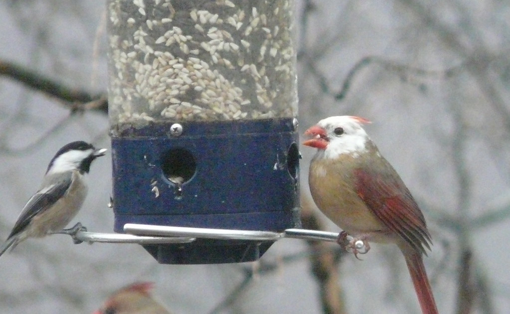 White-headed Northern Cardinal