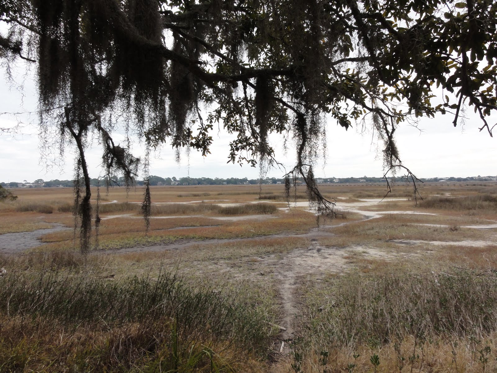 voss adventures: Coastal Georgia