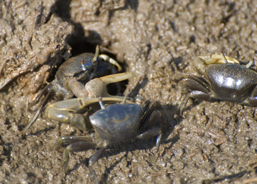 Cape Cod: Long Meadow and Wellfleet Bay