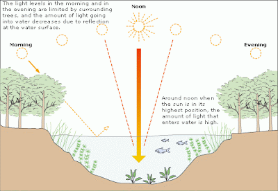 Aquatic Art: Lighting for Aquatic Plants