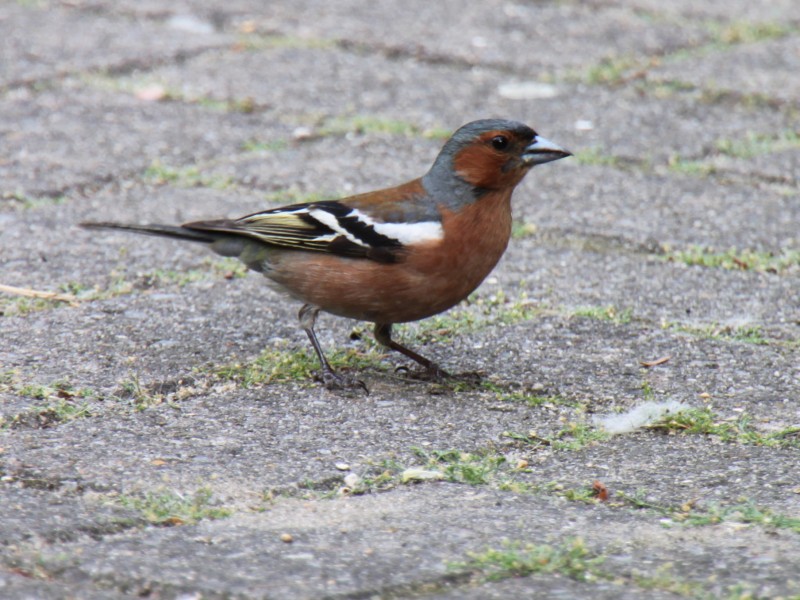 Natuurfotografie May Basten: vink