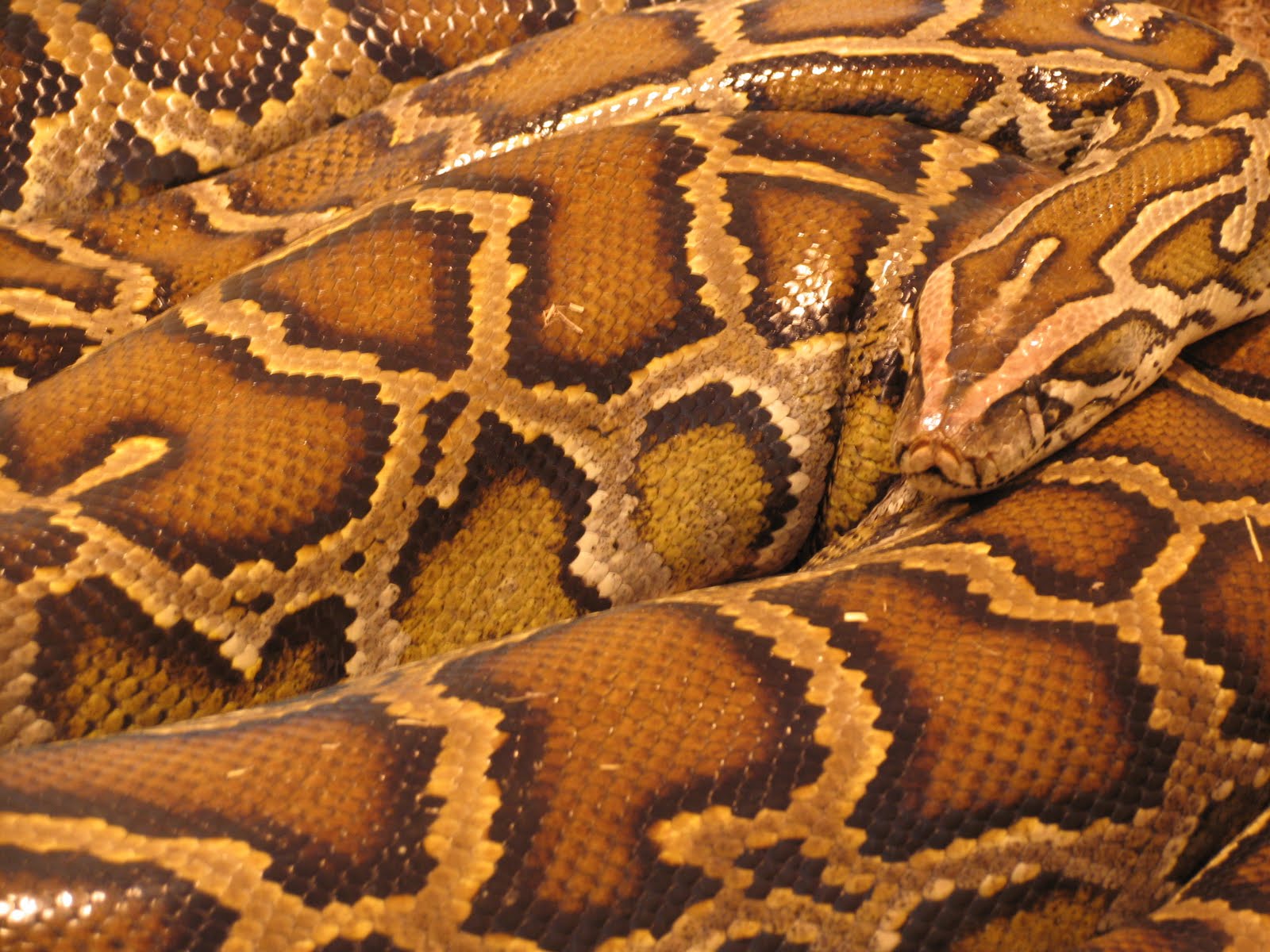 Natuurfotografie May Basten: Tijgerpython