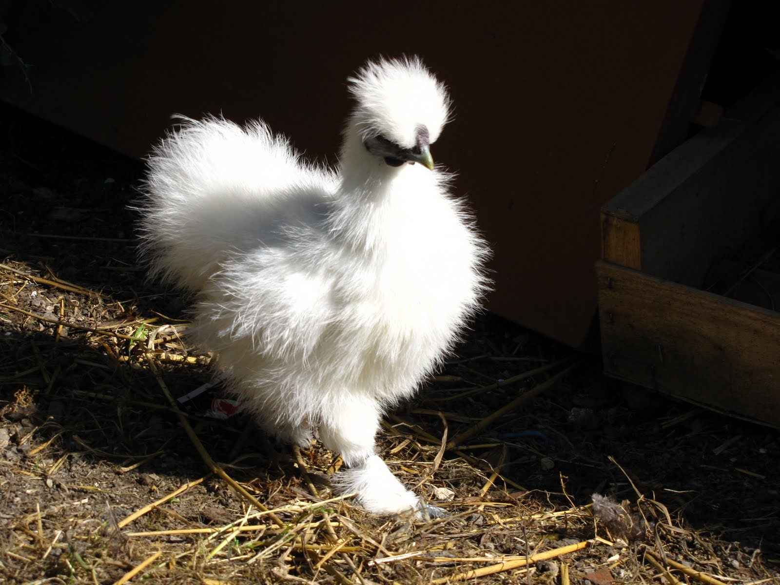 Pastrouille: La clique à plumes