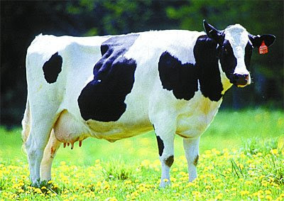 animales: Vaca