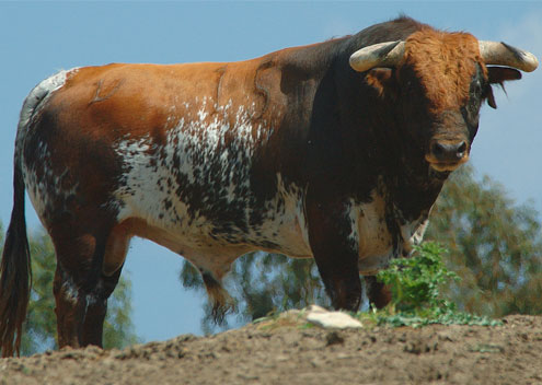 Animales y Relatos: El toro salinero