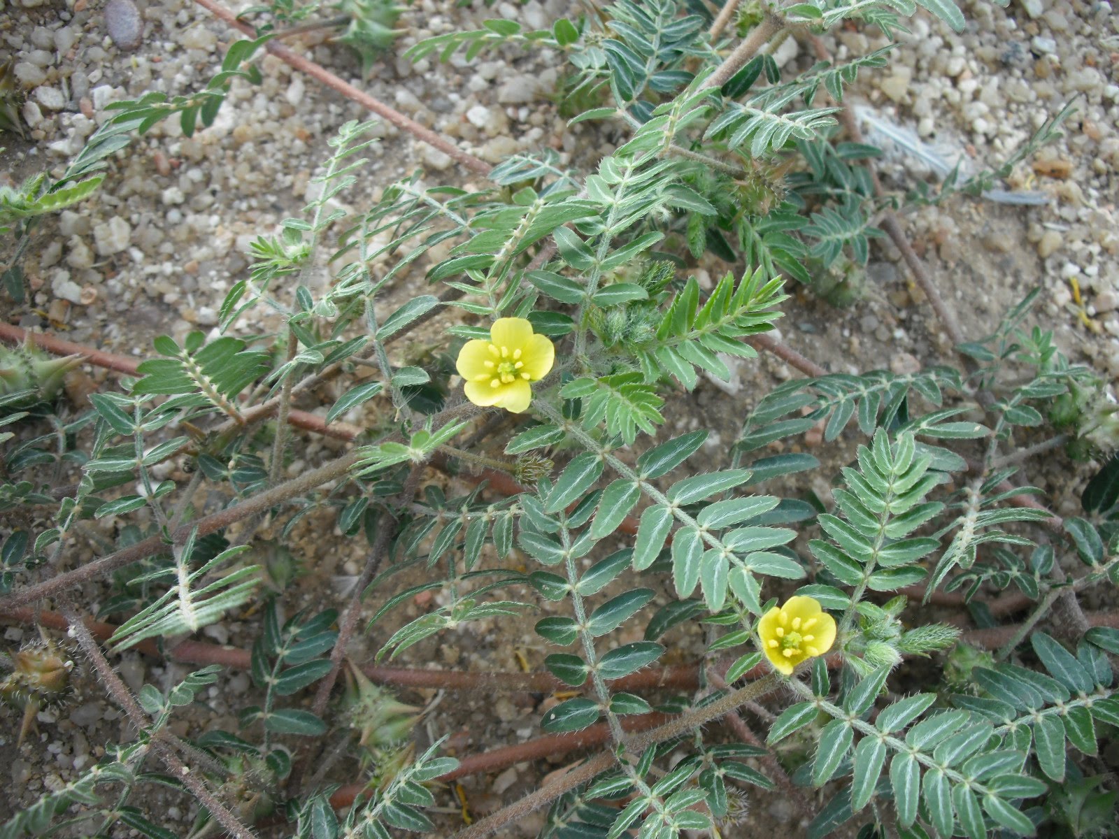 huertodelmanjon: ¿ Sabes que los abrojos tienen una flor muy bonita?