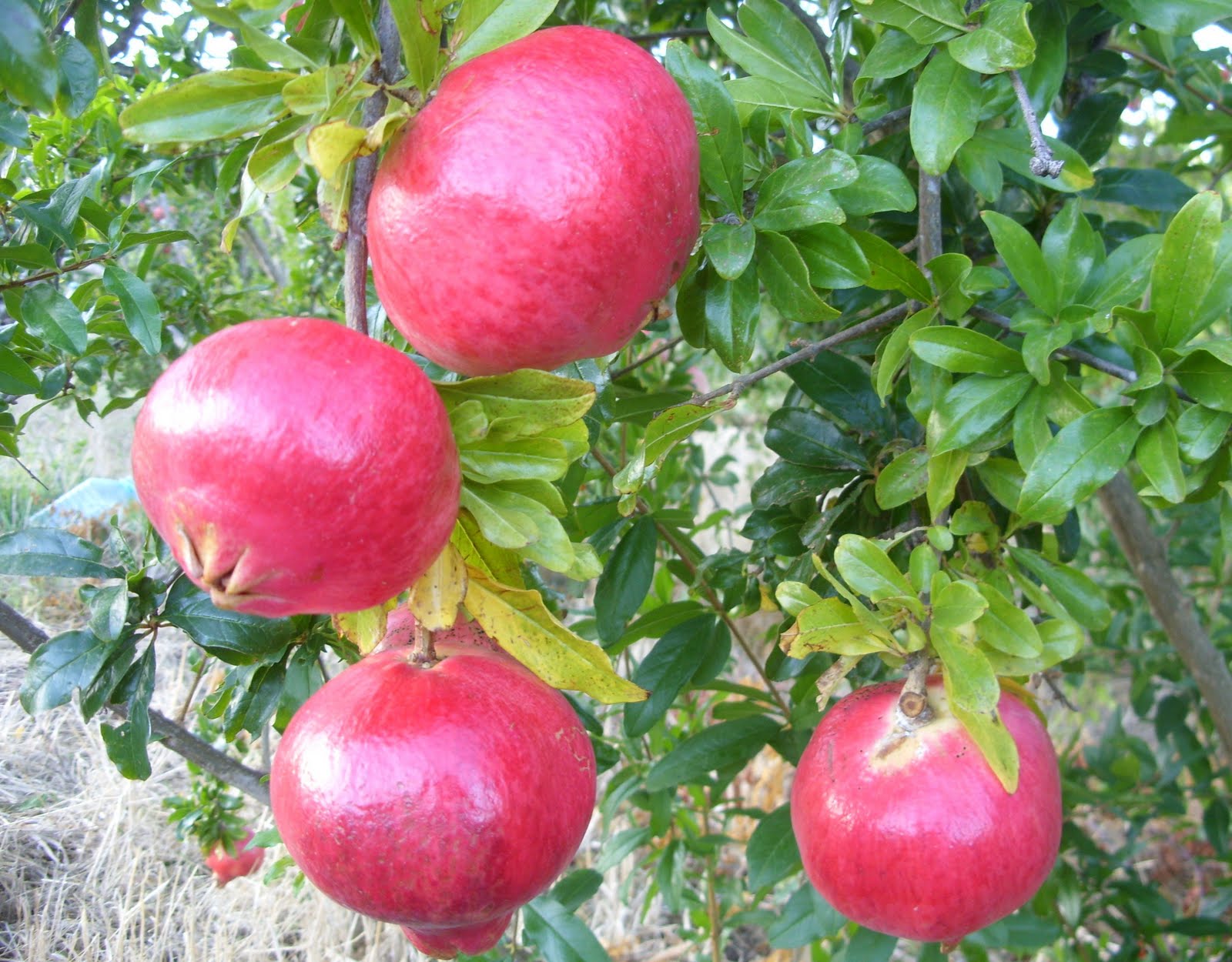 Horta de São Bruno: Romãs - Romanzeiras