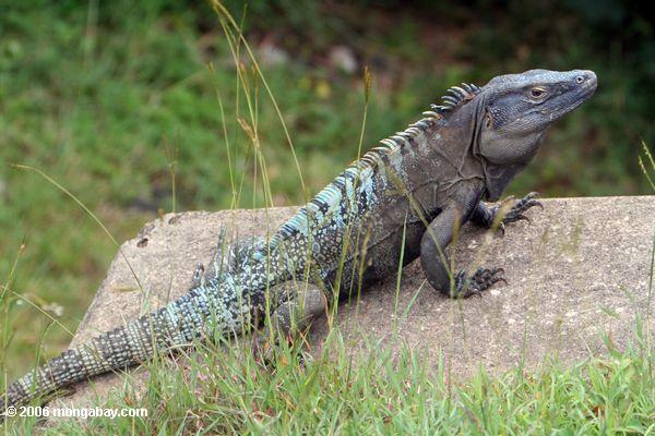 Moja Iguana: Gatunki legwanów