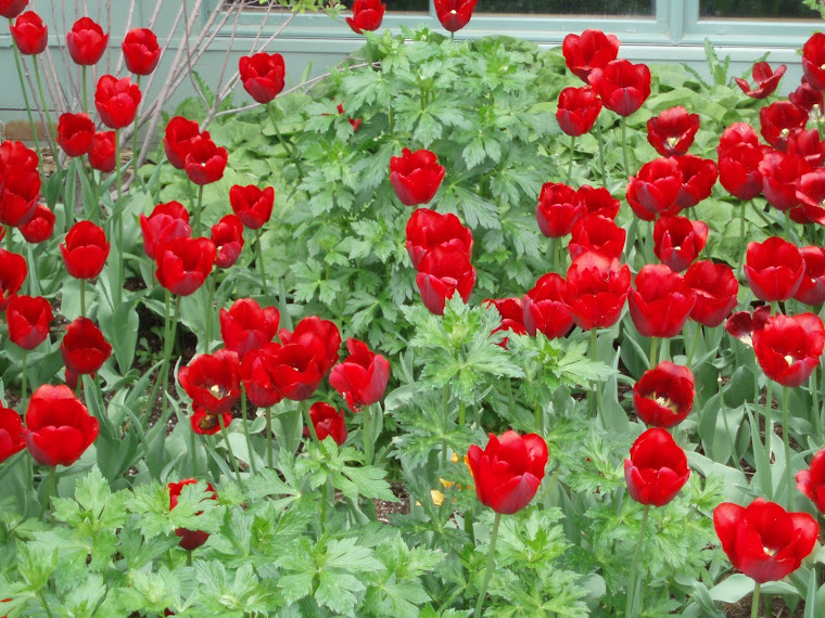 Dana's Advance Through Practice