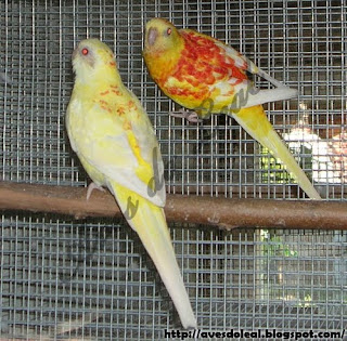 Aves do Leal: Casal de Red Rumped's Rubino