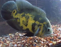 All Aquarium Fish