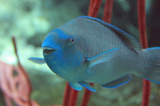 All Aquarium Fish: Parrot fish