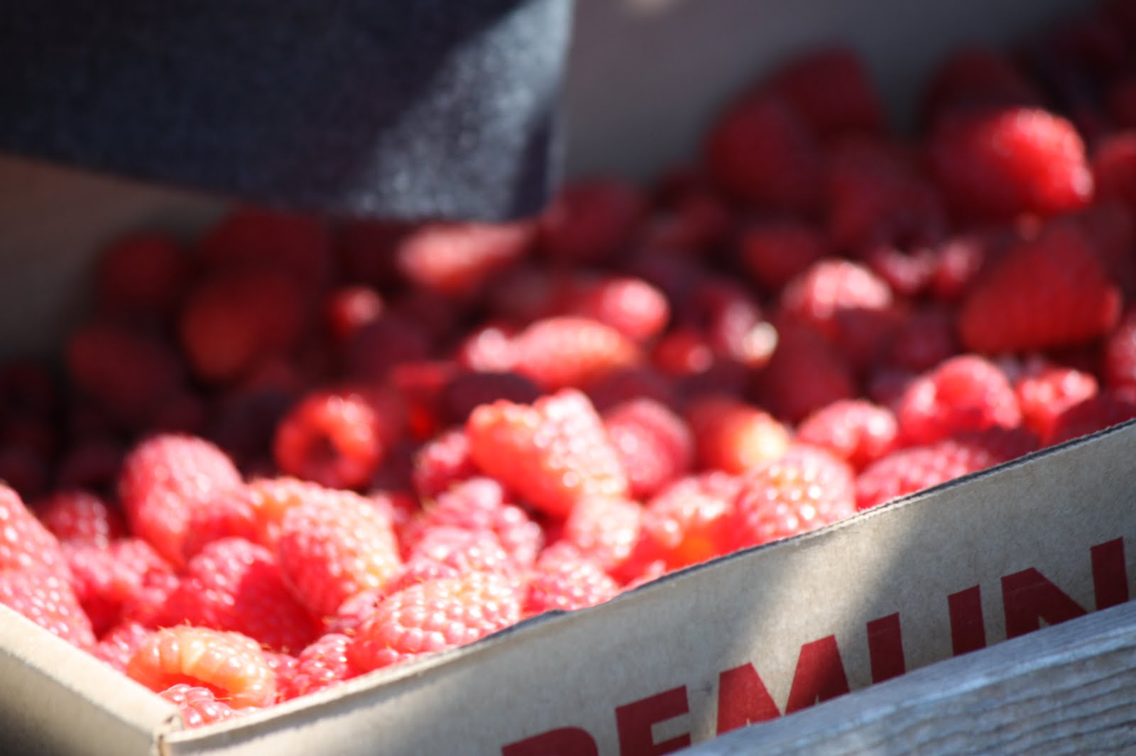 The Sharer Family: Picking Raspberries