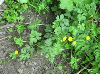 Fleurs sauvages Renaud: Les Renoncules