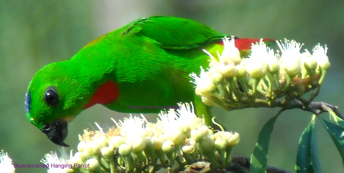 Denis Degullacion | Birding | Digiscoping | Photography |: Borneo Parrots