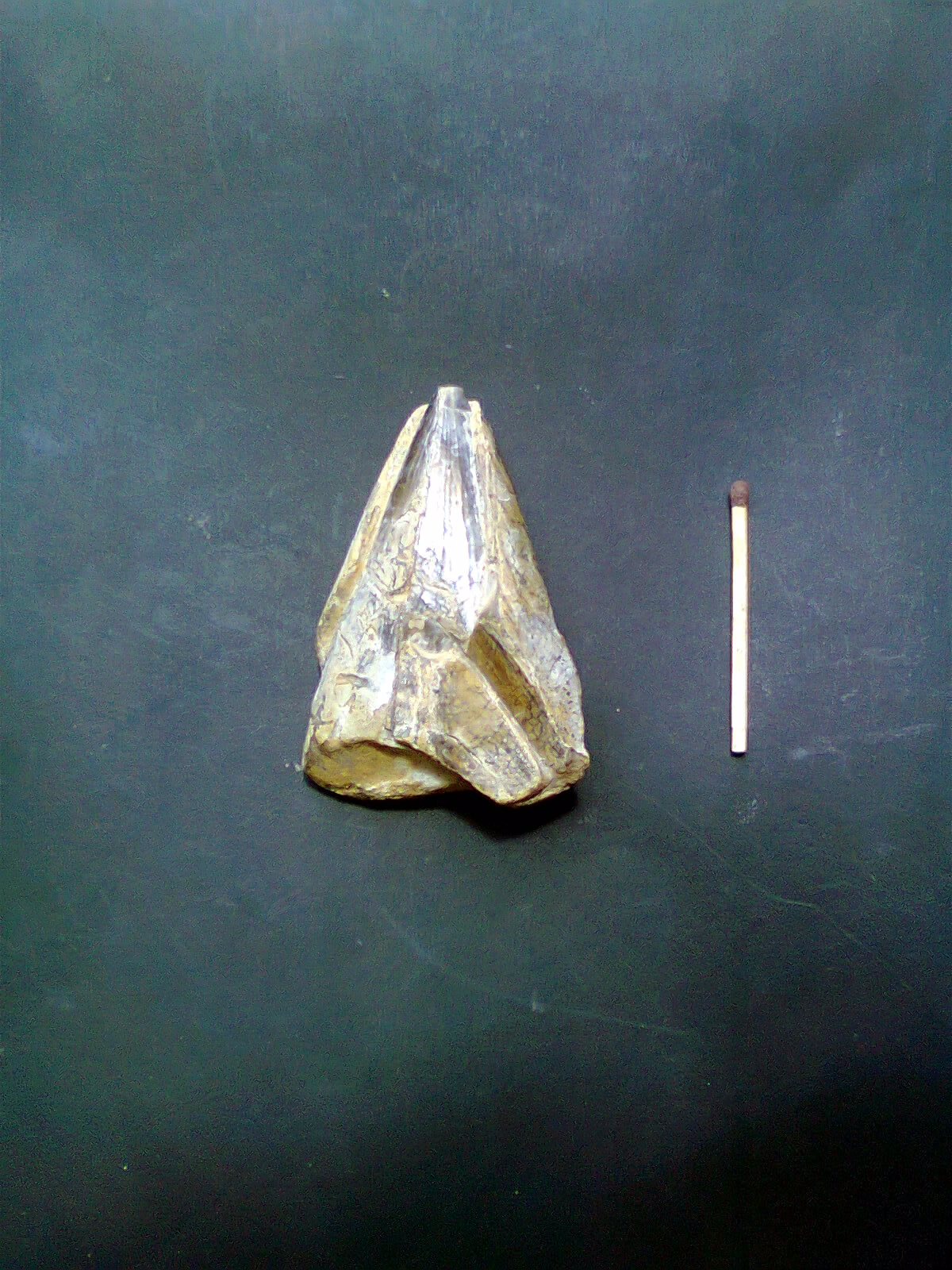 Van Dermol Antiqua: Fosil Gigi Ikan Hiu