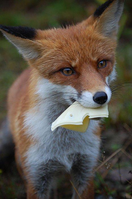 SOME IDIOMS: TO BE AS CUNNING AS A FOX:
