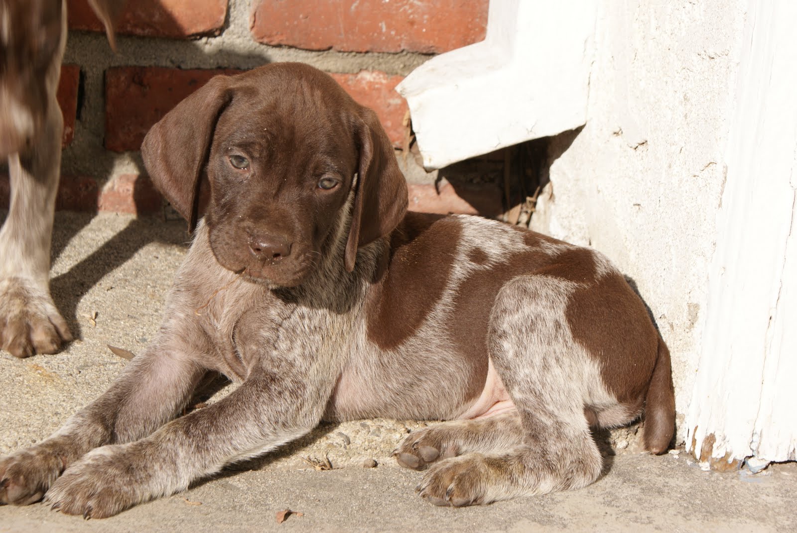 GSP Puppies: Puppy #9 MALE