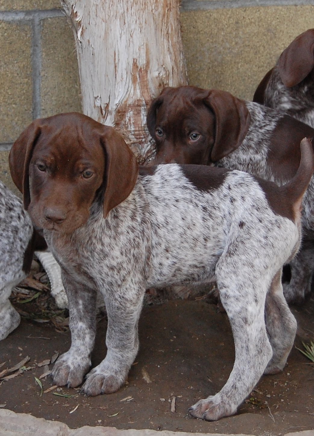 GSP Puppies