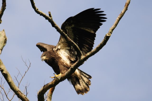 Recent Sightings: Eaglettes by Don Neumann