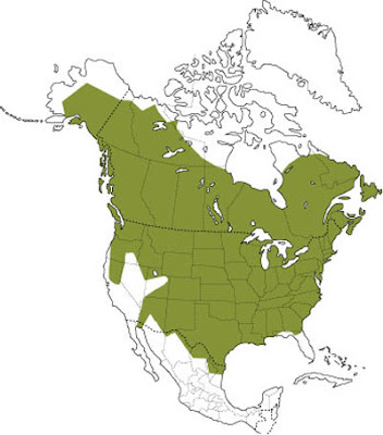 EVERYTHING ABOUT BEAVERS