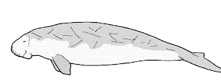 Ramjee's Learning: Dugong (Dugong dugon)