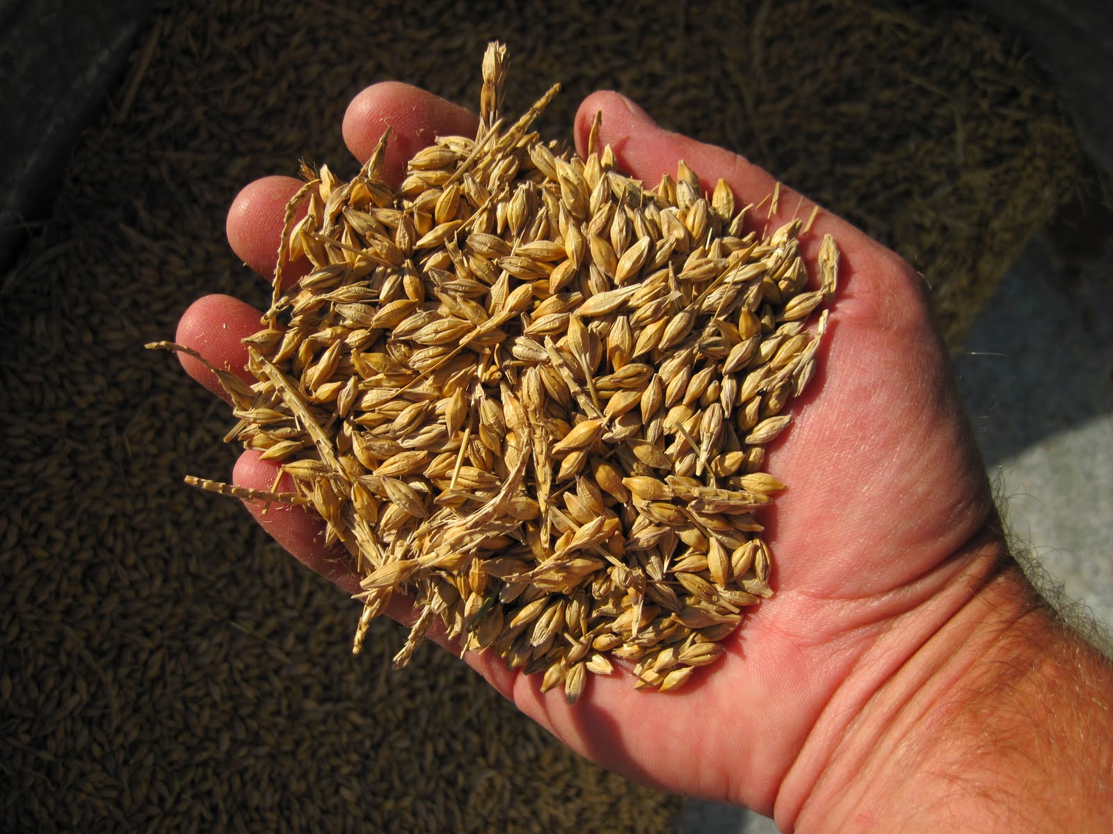 The Brown Book: Growing Malting Barley at Home: Threshing, Winnowing ...