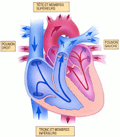 Introduction à la physiologie cardiaque ~ Sciences Et vie