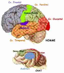 Physiologie sensorielle ~ Sciences Et vie