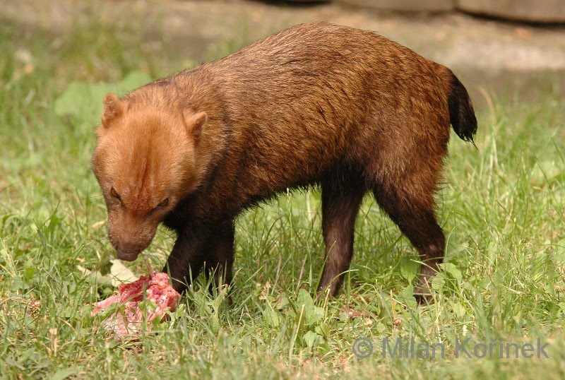 Bichos do Mato! | Magma Blog