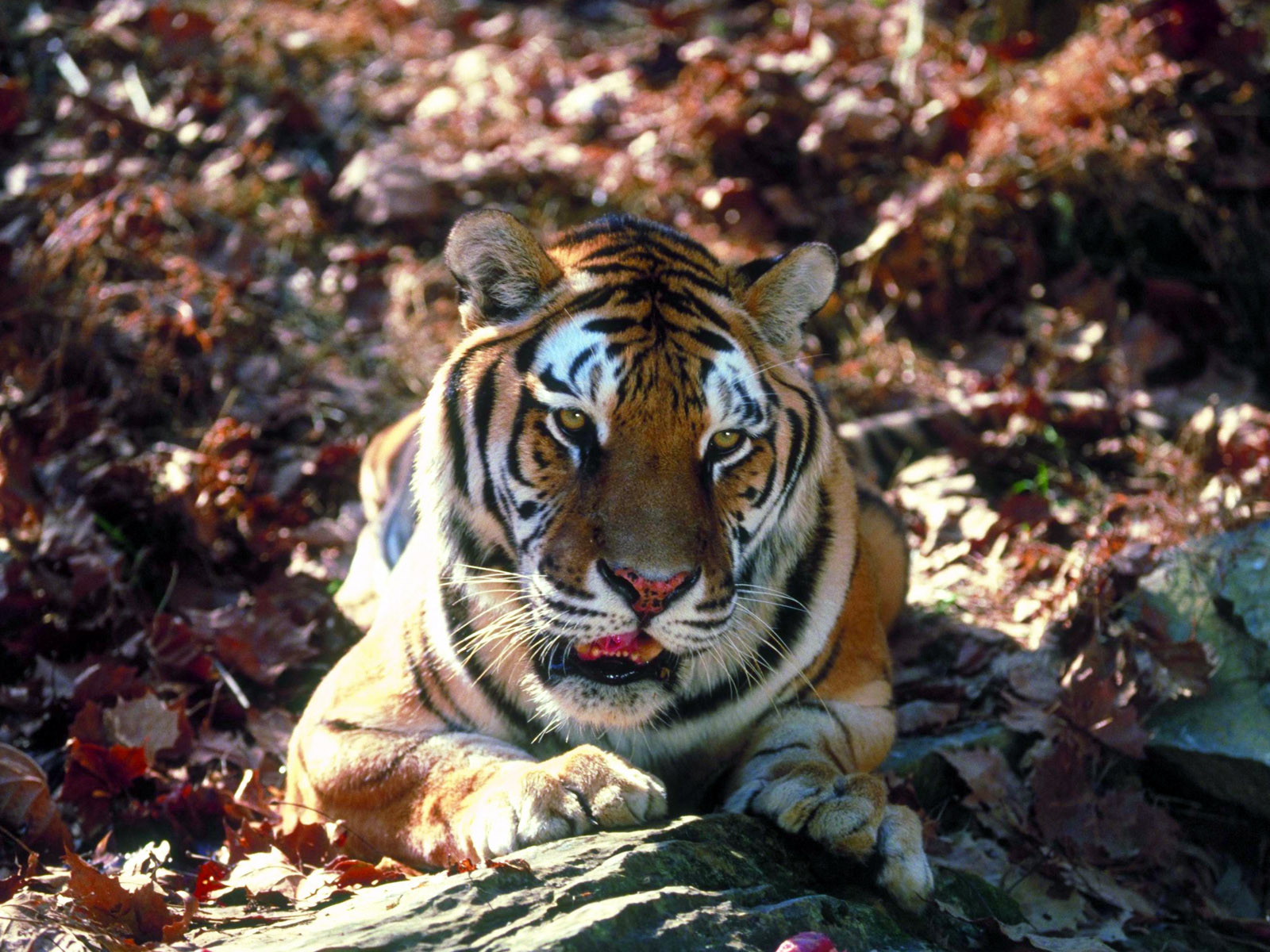 Ewallpics: Dangerous Wildlife TIGERS HQ Wallpapers 1600x1200