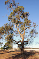 SnapShots: South Australian Blue Gum (Eucalyptus leucoxylon)