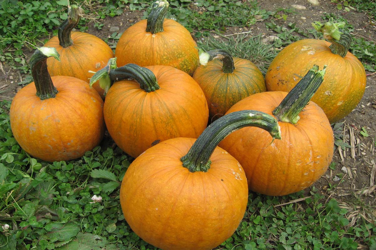 notstraight gardens: How to Grow Pumpkins with Companion Planting