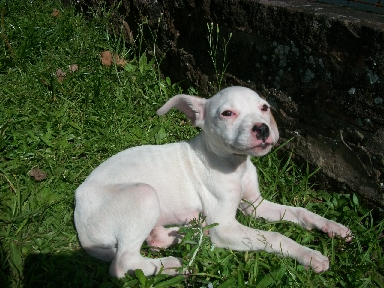 Adote, Não Compre!: ADOTADA em outubro/2010!!! Pitty, filhote mestiça ...