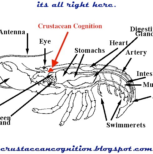 Crustacean Cognition
