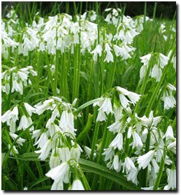 The Ever After Garden: Lazy Foraging