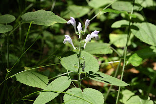 Native Florida Wildflowers: Heartleaf Skullcap - Scutellaria ovata