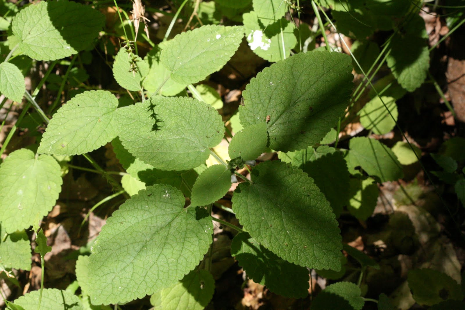 Native Florida Wildflowers: Heartleaf Skullcap - Scutellaria ovata