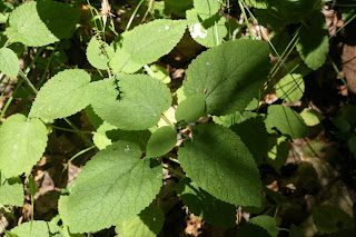 Native Florida Wildflowers: Heartleaf Skullcap - Scutellaria ovata