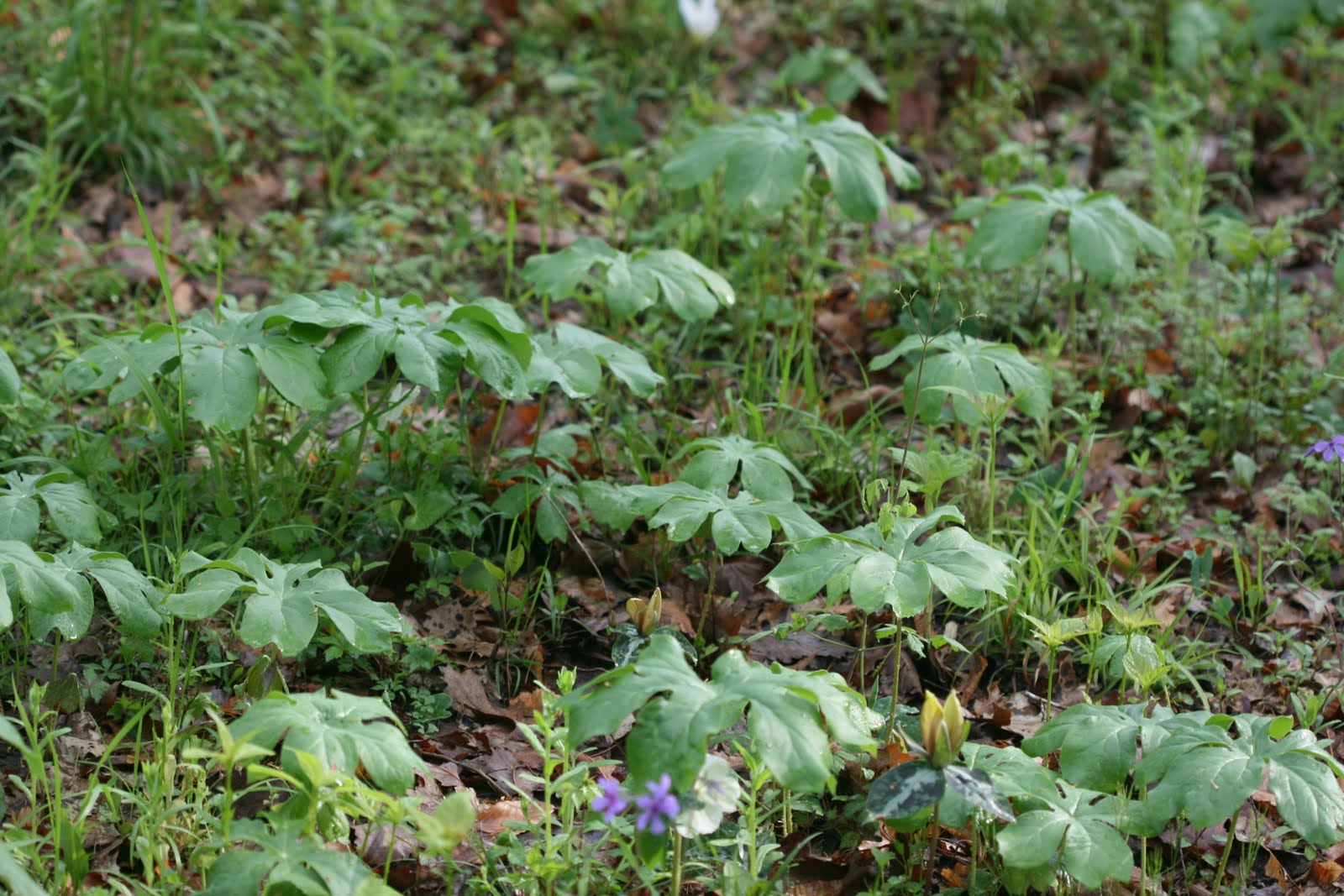 Native Florida Wildflowers: Mayapple - Podophyllum peltatum