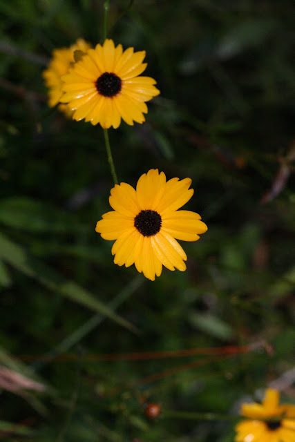 Native Florida Wildflowers: Coastalplain Tickseed - Coreopsis gladiata