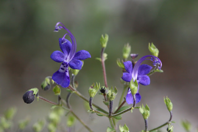 Native Florida Wildflowers: Blue Curls - Trichostema dichotomum