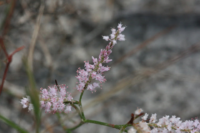 Native Florida Wildflowers: Sandhill Wireweed - Polygonella robusta