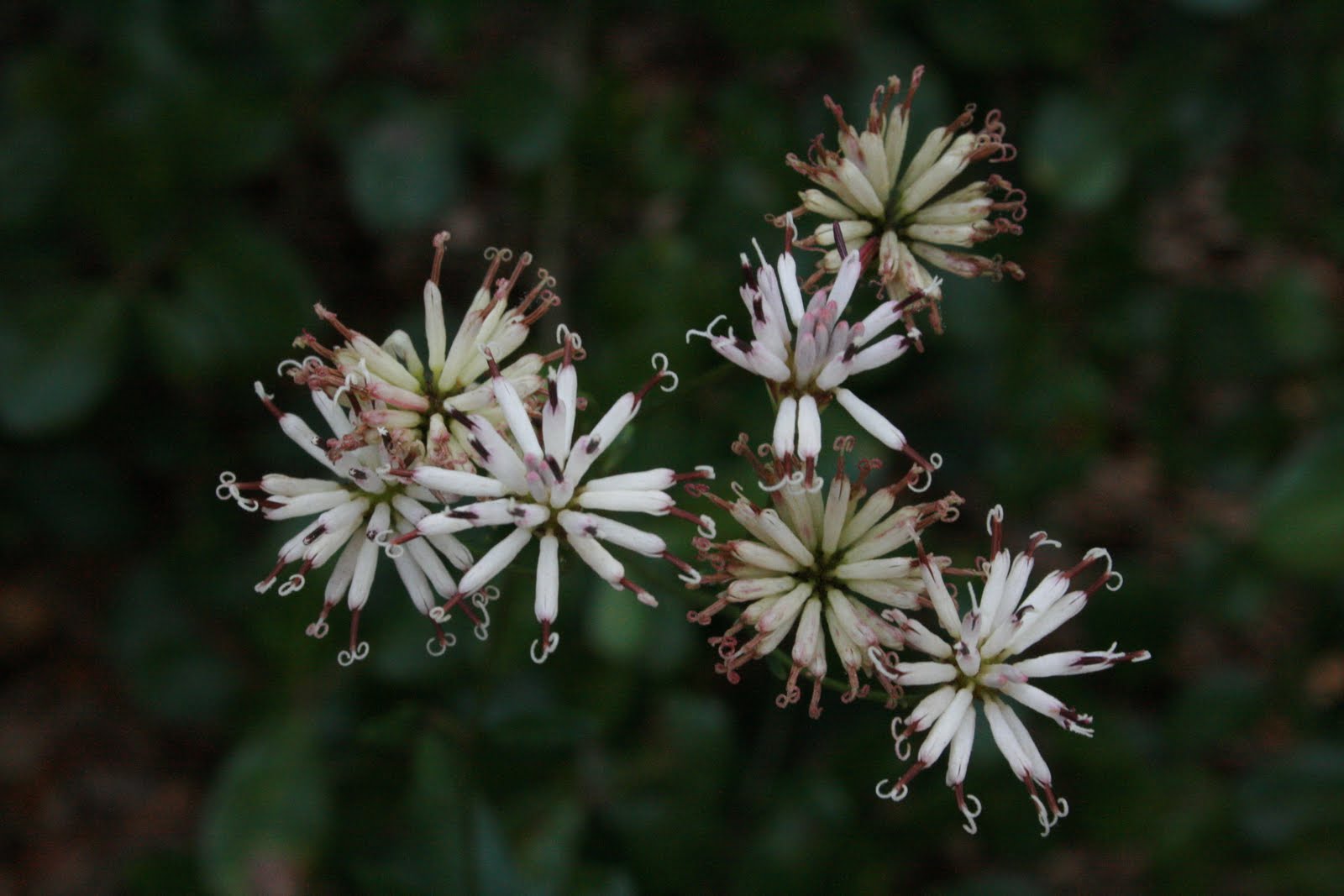 Native Florida Wildflowers: Feay's Palafox - Palafoxia feayi