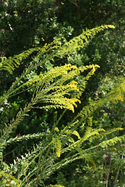 Native Florida Wildflowers: Seaside goldenrod - Solidago sempervirens