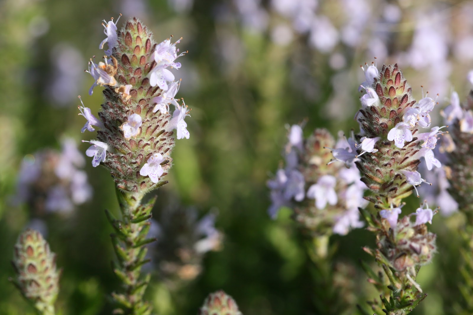 Native Florida Wildflowers: False Pennyroyal - Piloblephis rigida