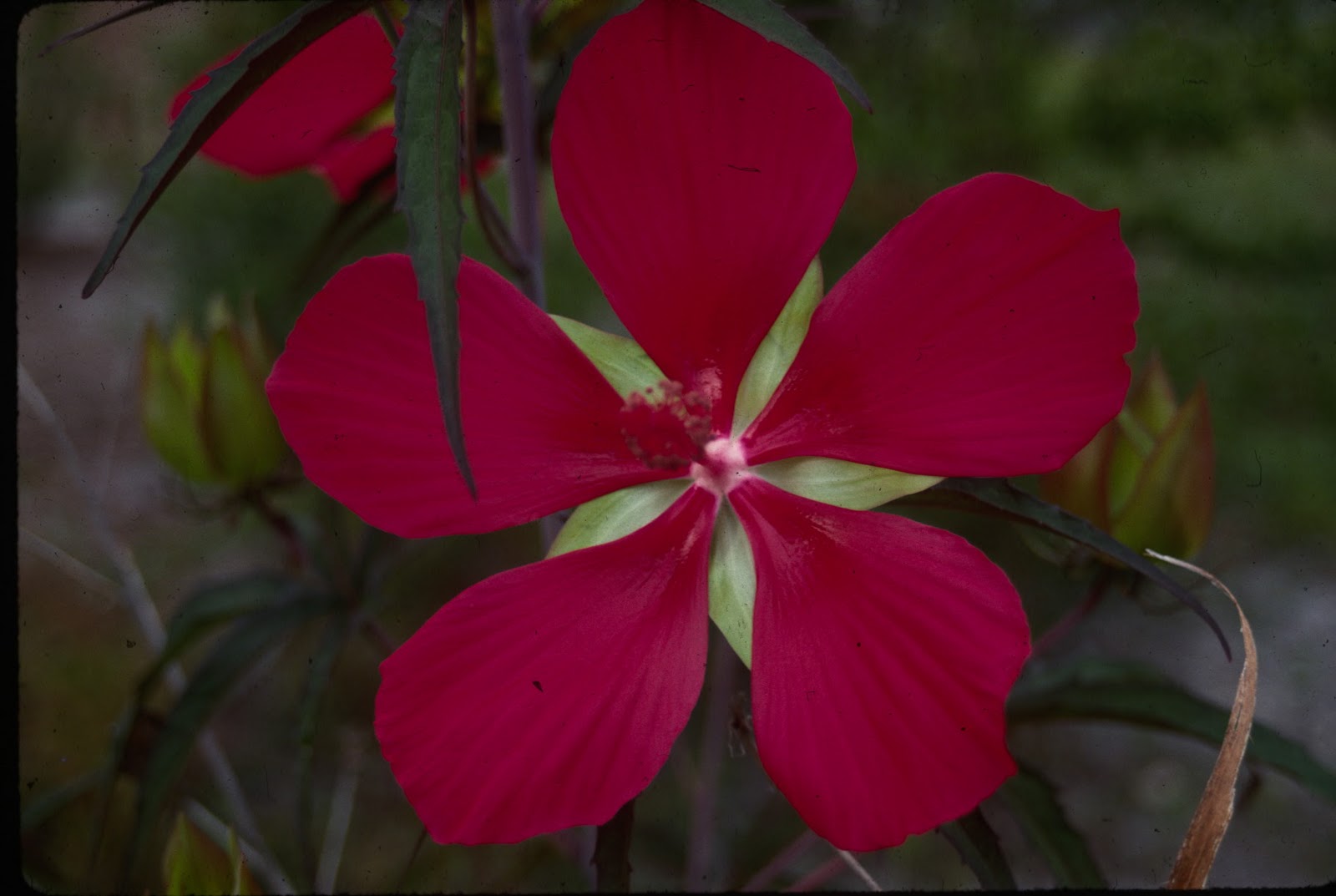 Native Florida Wildflowers: Scarlet Hibiscus - Hibiscus coccineus